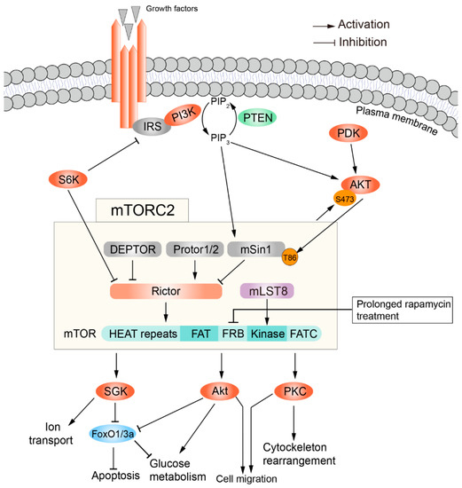 Roles of mTOR Signaling in Tissue Regeneration