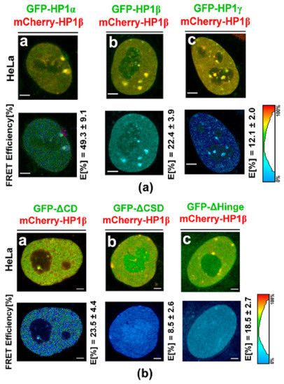 DNA Damage Changes Distribution Pattern and Levels of HP1 Protein ...
