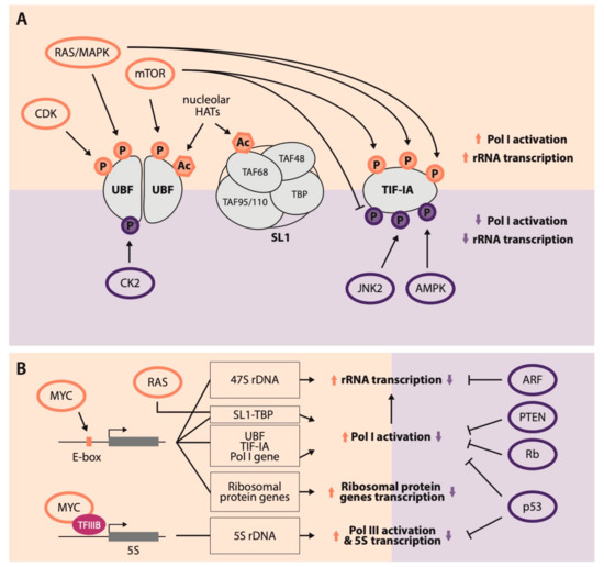 Ribosomal Rna Diagram