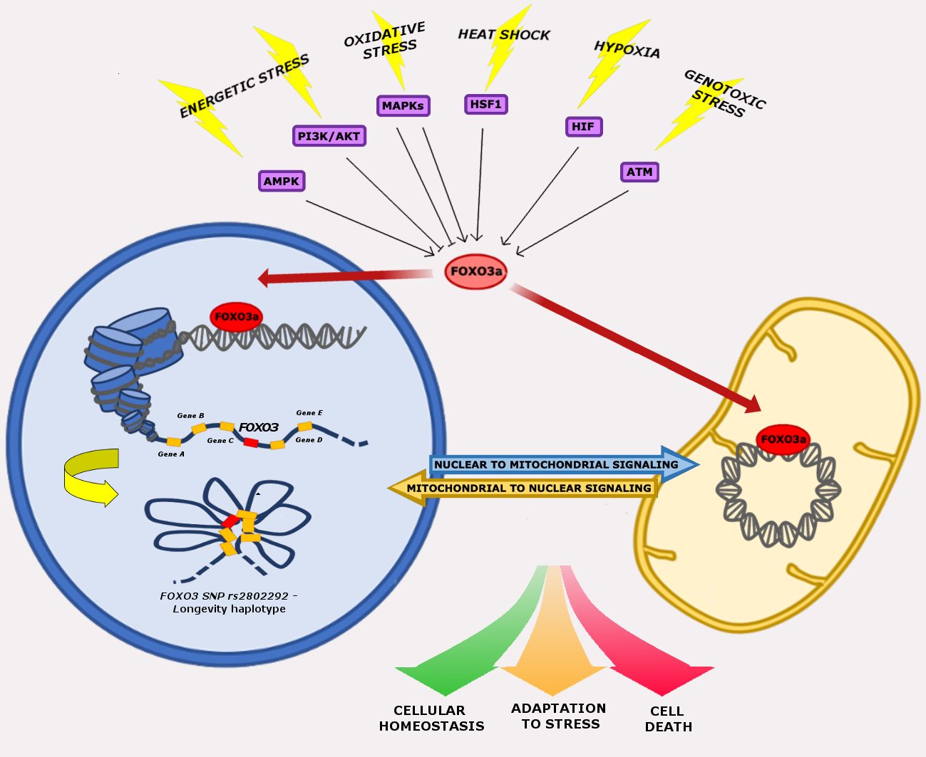 Cells | Free Full-Text | FOXO3a from the Nucleus to the Mitochondria: A ...