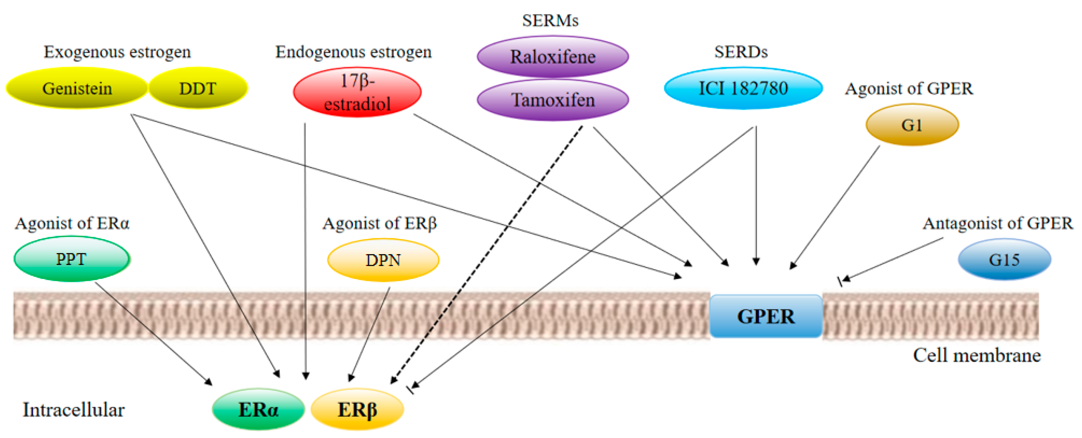 Estrogen Receptor Structure