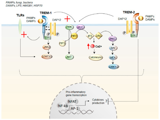 TREM Receptors Connecting Bowel Inflammation to Neurodegenerative Disorders