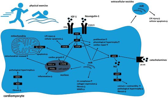 Molecular Mechanisms of Cardiac Remodeling and Regeneration in Physical ...