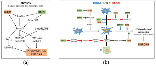 The Interactivity between TGFβ and BMP Signaling in Organogenesis ...