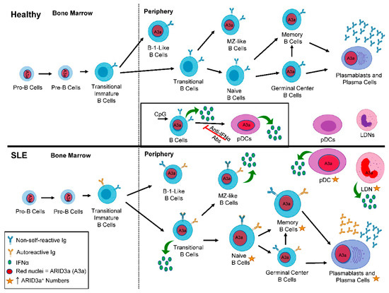 Cells | Special Issue : The Molecular and Cellular Basis for Lupus