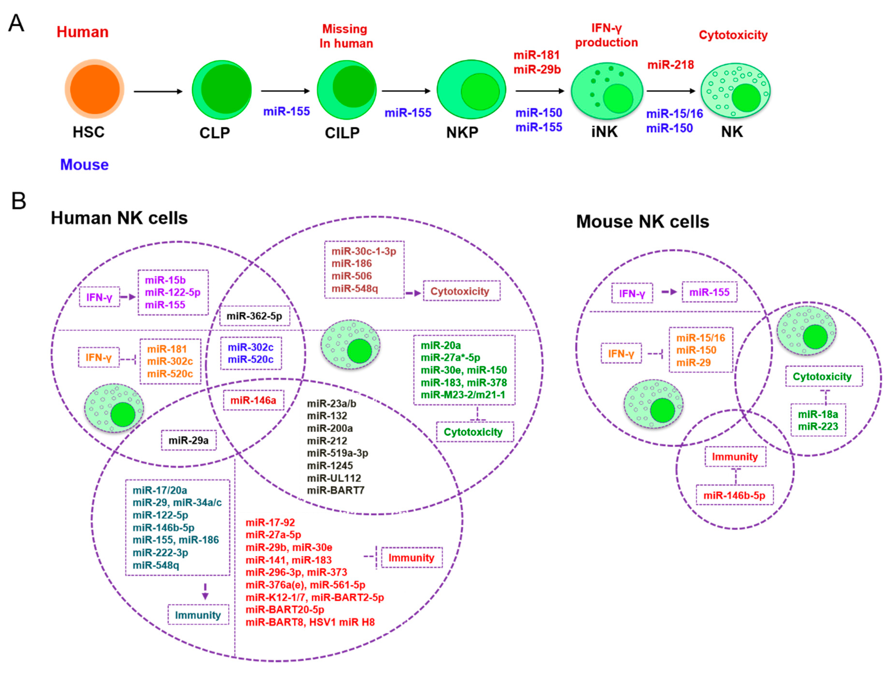 Cells Free Full Text The Role Of Mirnas In Immune Cell Development