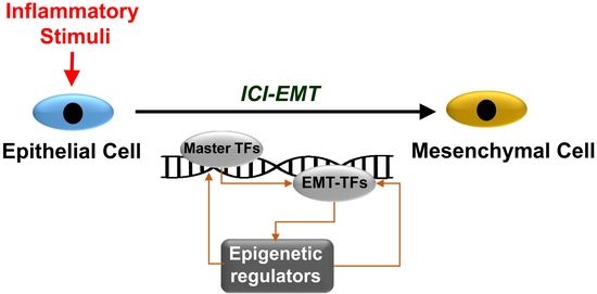 Cells | Free Full-Text | Epigenetic Regulation of Inflammatory Cytokine-Induced Epithelial-To ...