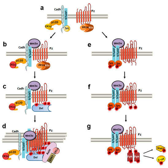 Intracellular Signals Activated by Canonical Wnt Ligands Independent of ...