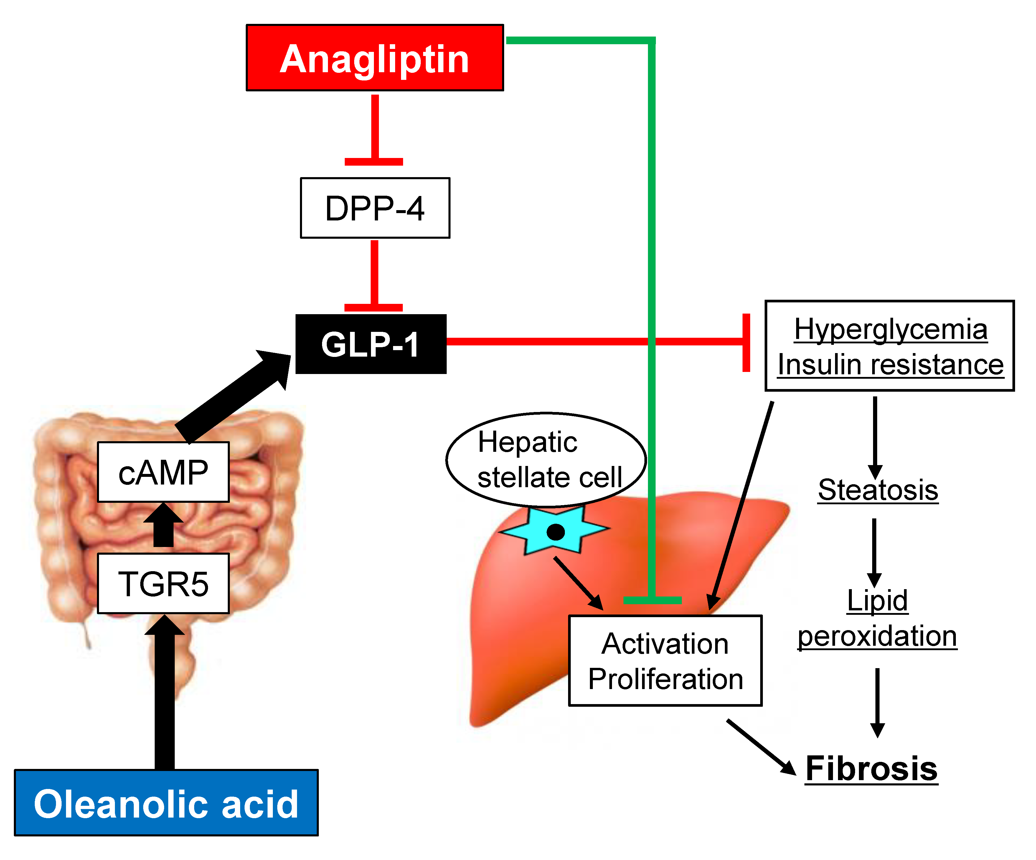 Cells | Free Full-Text | TGR5 Activation Modulates an Inhibitory Effect ...