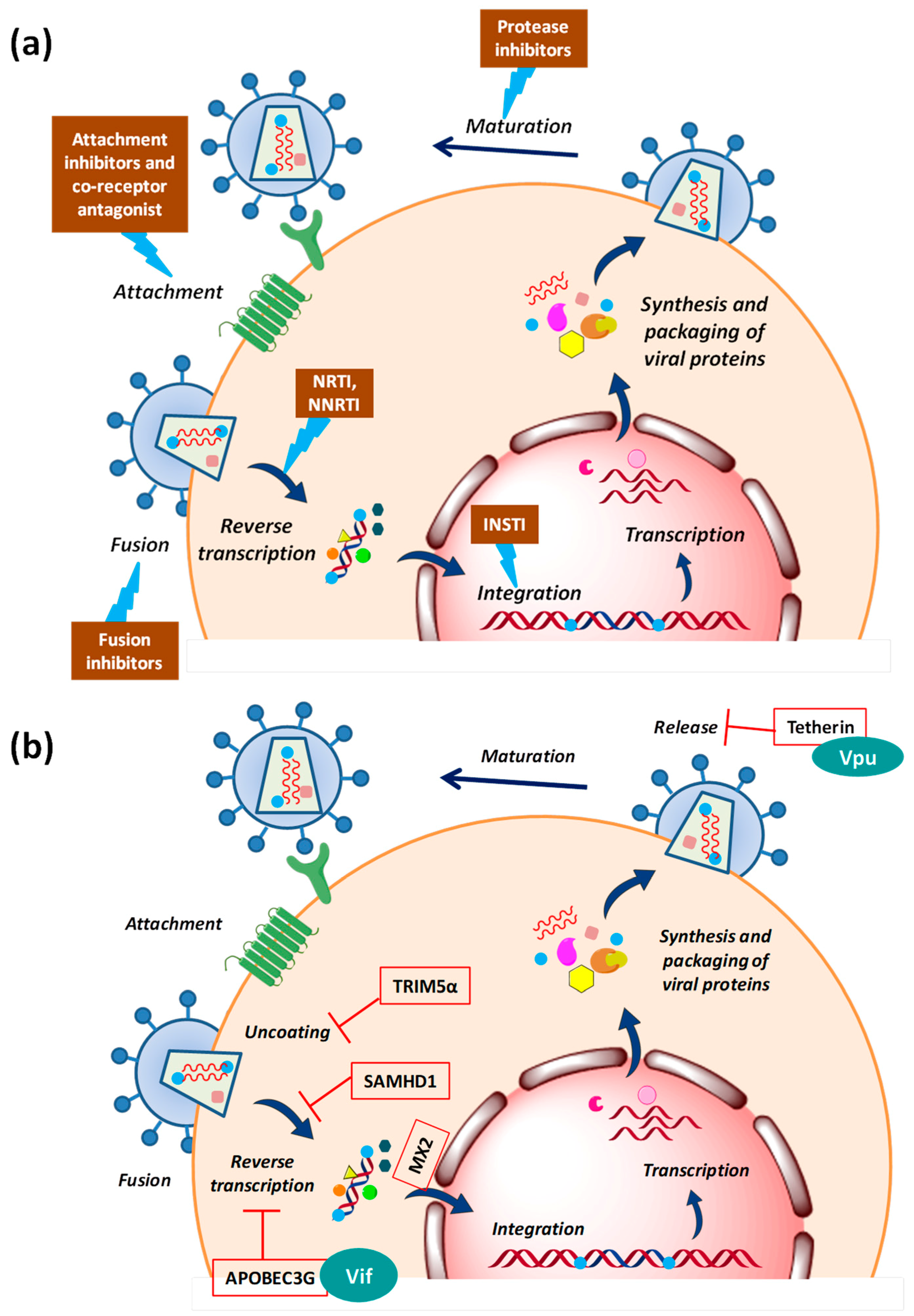 Label The Steps Shown For Hiv Retroviral Replication Label The Steps Shown For Hiv Retroviral Replication
