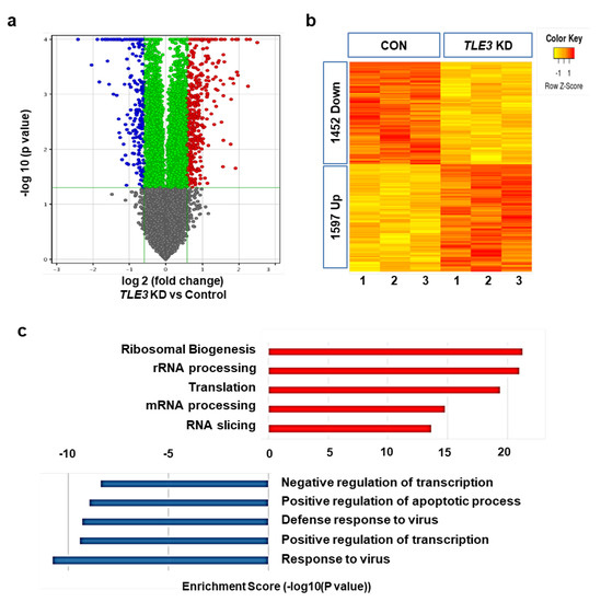 Differential Regulation of TLE3 in Sertoli Cells of the Testes during ...