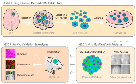 Patient-Derived Glioma Models: From Patients to Dish to Animals
