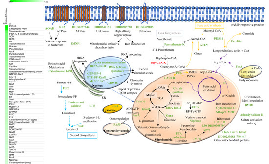 Proteomic and Transcriptomic Profiling Identifies Early Developmentally ...