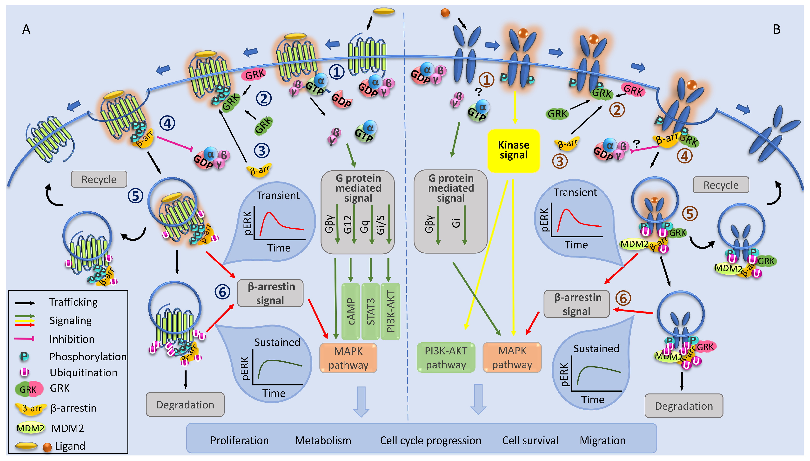 Frontiers Niche Modulation Of Igf 1r Signaling Its Role In 47 Off