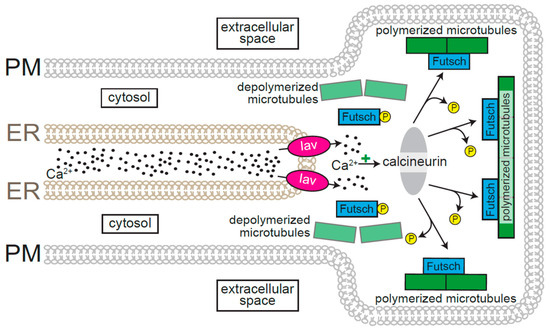 Cells | Free Full-Text | Roles for the Endoplasmic Reticulum in ...