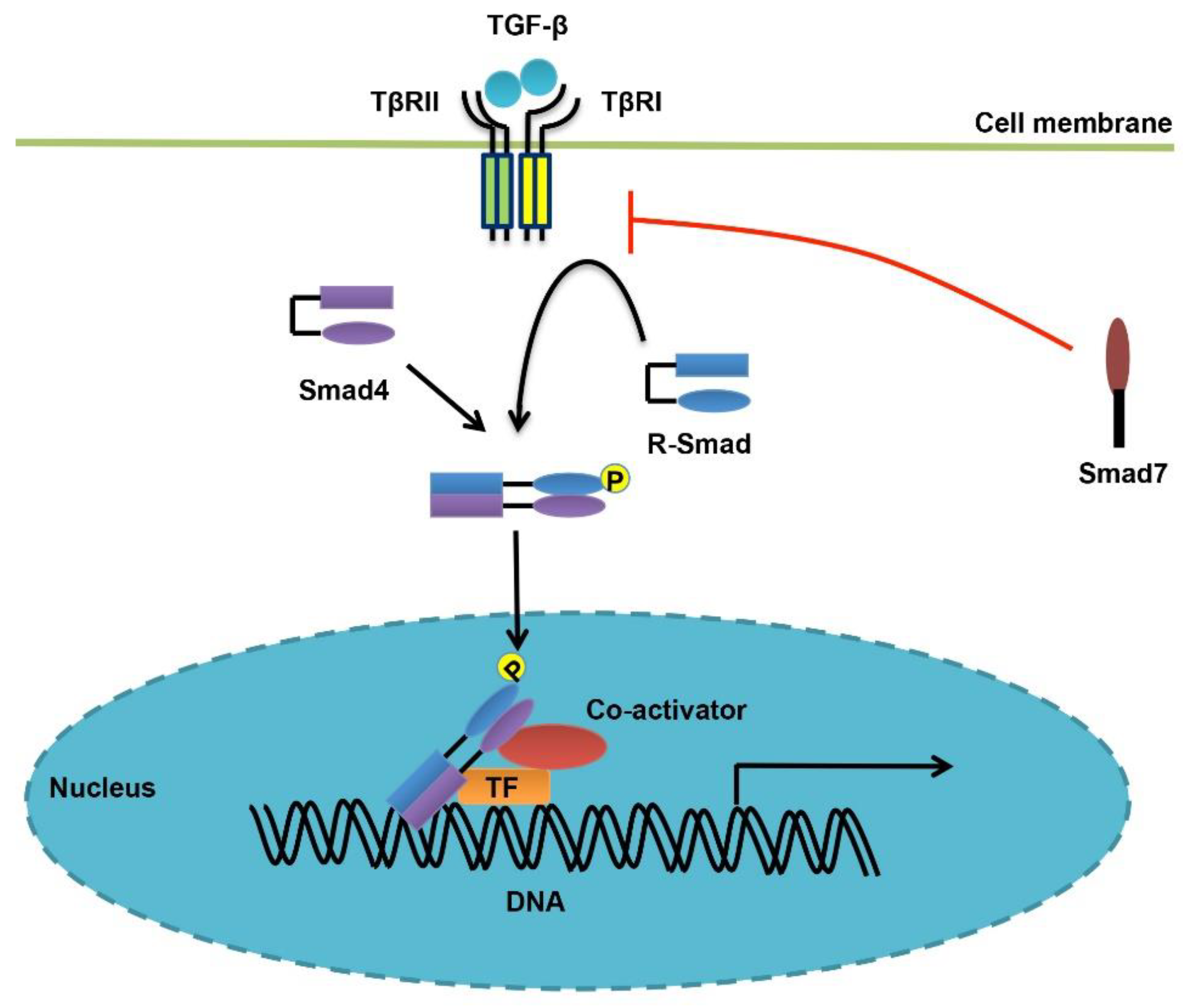 Contextual Regulation of TGF-β Signaling in Liver Cancer