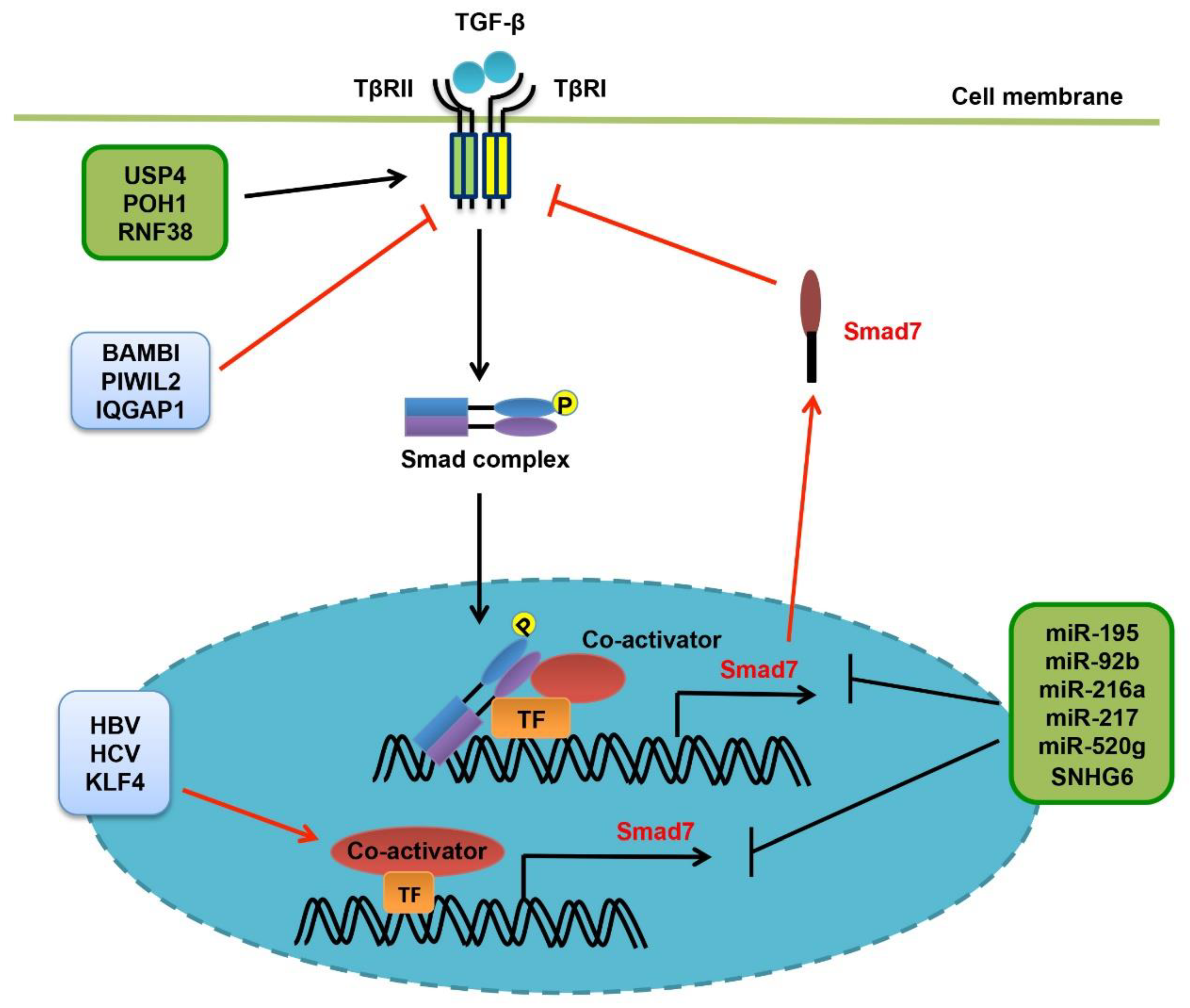 Cells Free Full Text Contextual Regulation Of Tgf β Signaling In