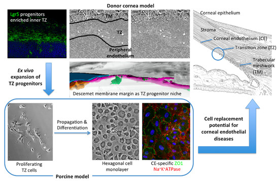 Cells | Free Full-Text | Characterization of Human Transition Zone ...