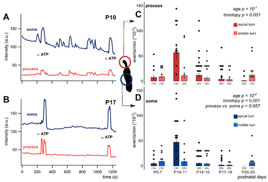 Postnatal Development of the Subcellular Structures and Purinergic ...