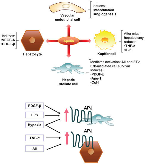 Roles of the Hepatic Endocannabinoid and Apelin Systems in the ...