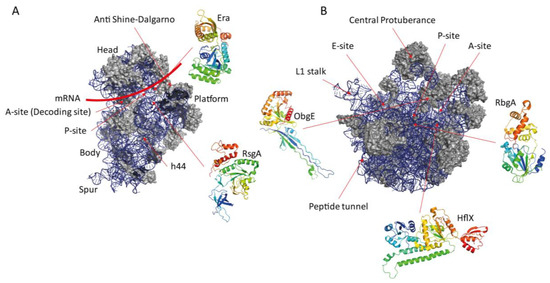 The Structure Of The Ribosome Functions Infographics Vector