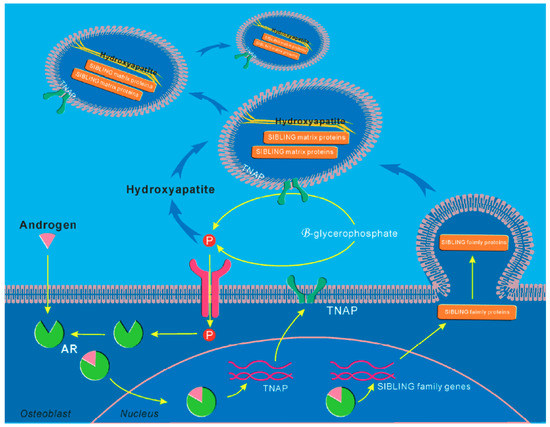 Androgens and Androgen Receptor Actions on Bone Health and Disease ...