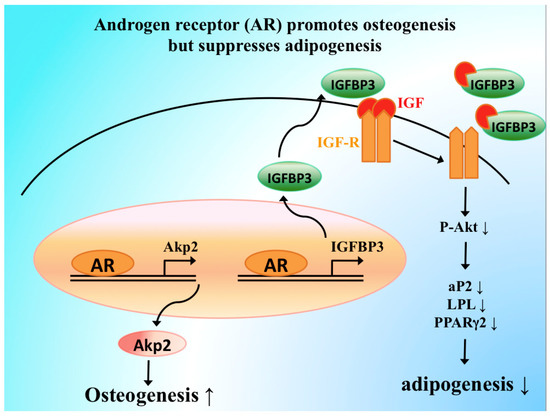 Androgens and Androgen Receptor Actions on Bone Health and Disease ...