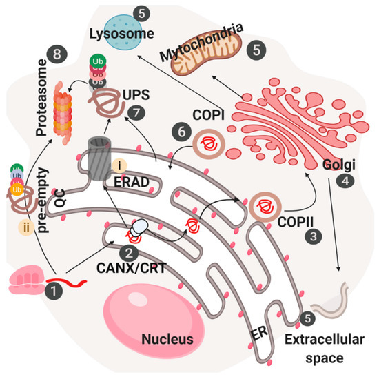 Cells | Free Full-Text | Control of Protein Homeostasis in the Early Secretory Pathway: Current ...