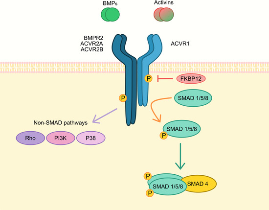 Cells | Special Issue : TGF-beta/BMP Signaling Pathway