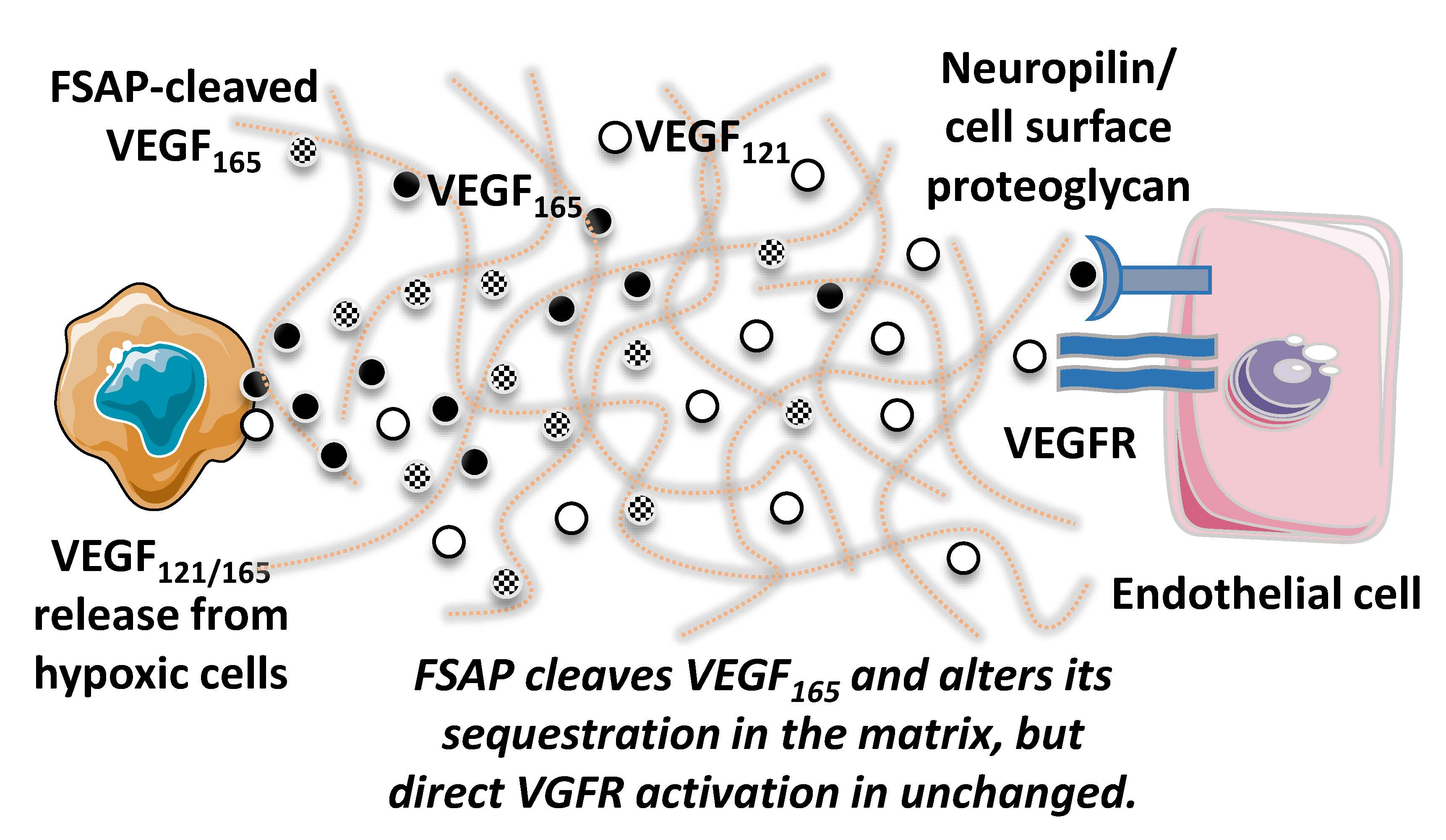 Cells | Free Full-Text | VEGF-A-Cleavage by FSAP and Inhibition of Neo ...