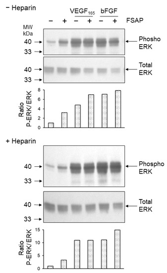 VEGF-A-Cleavage by FSAP and Inhibition of Neo-Vascularization