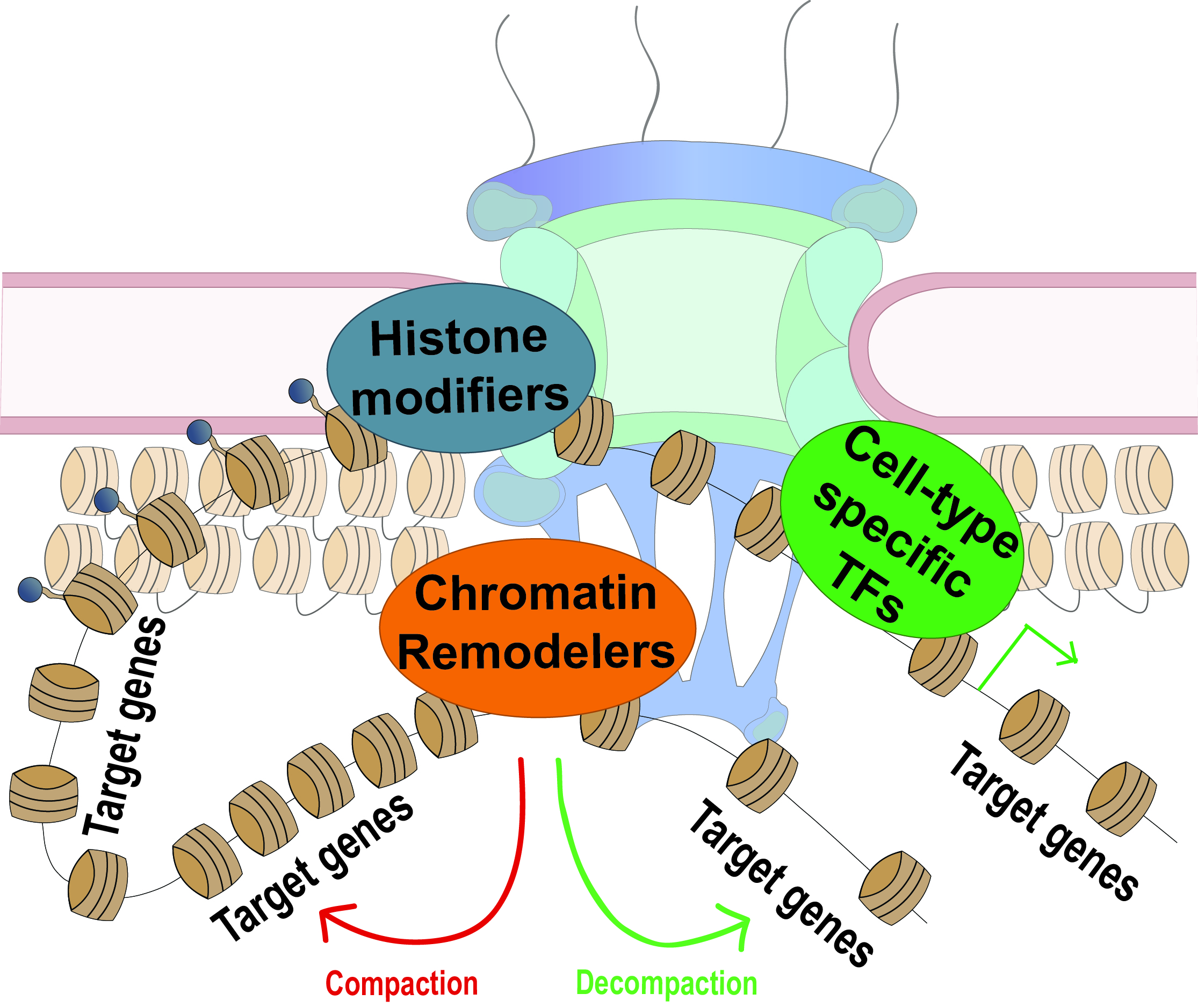 Cells | Free Full-Text | Nuclear Pore Proteins in Regulation of ...