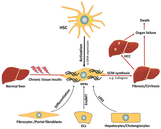 TGF-β in Hepatic Stellate Cell Activation and Liver Fibrogenesis ...
