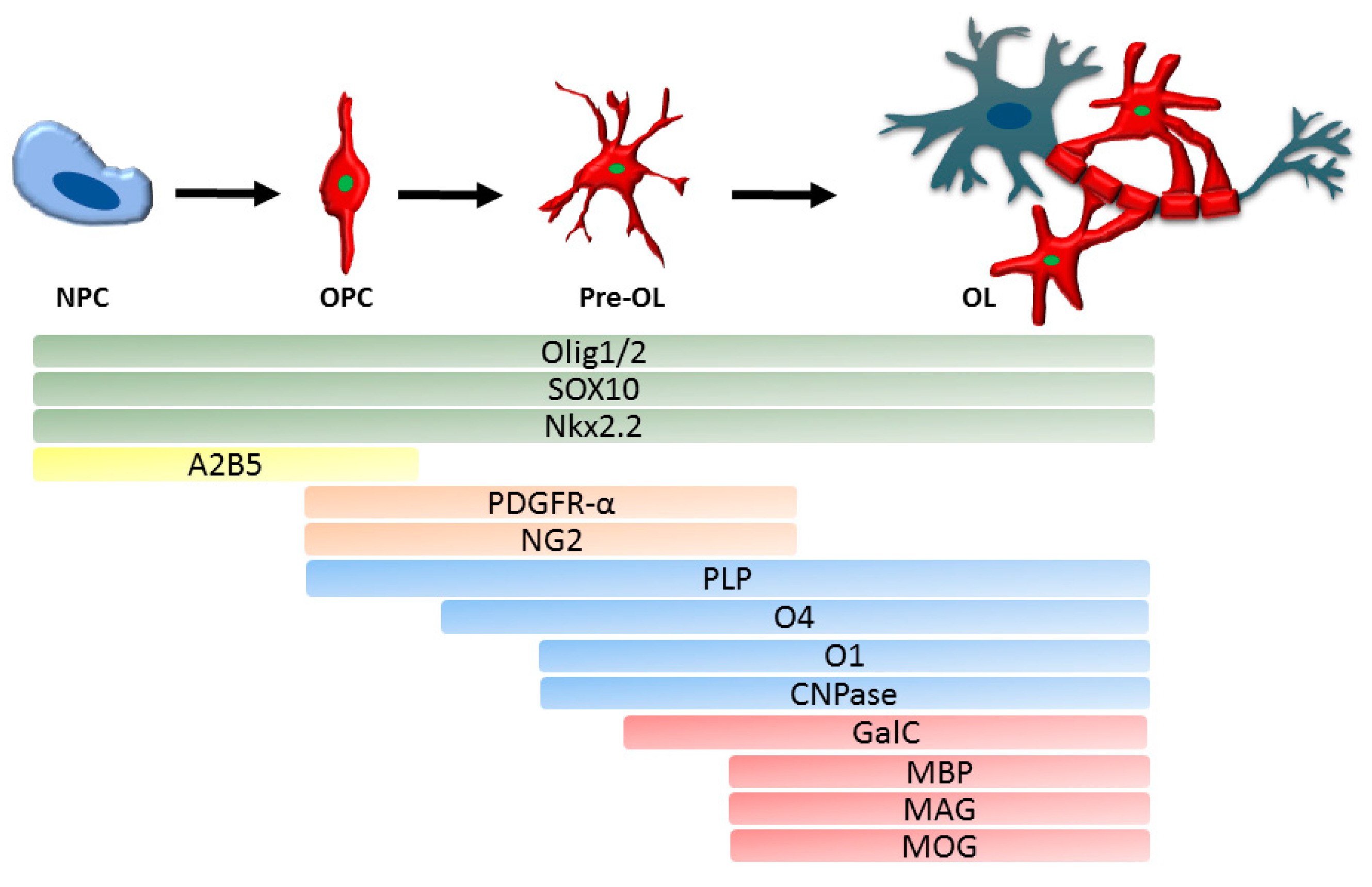 Cells Free Full Text Oligodendrocytes In Development Myelin