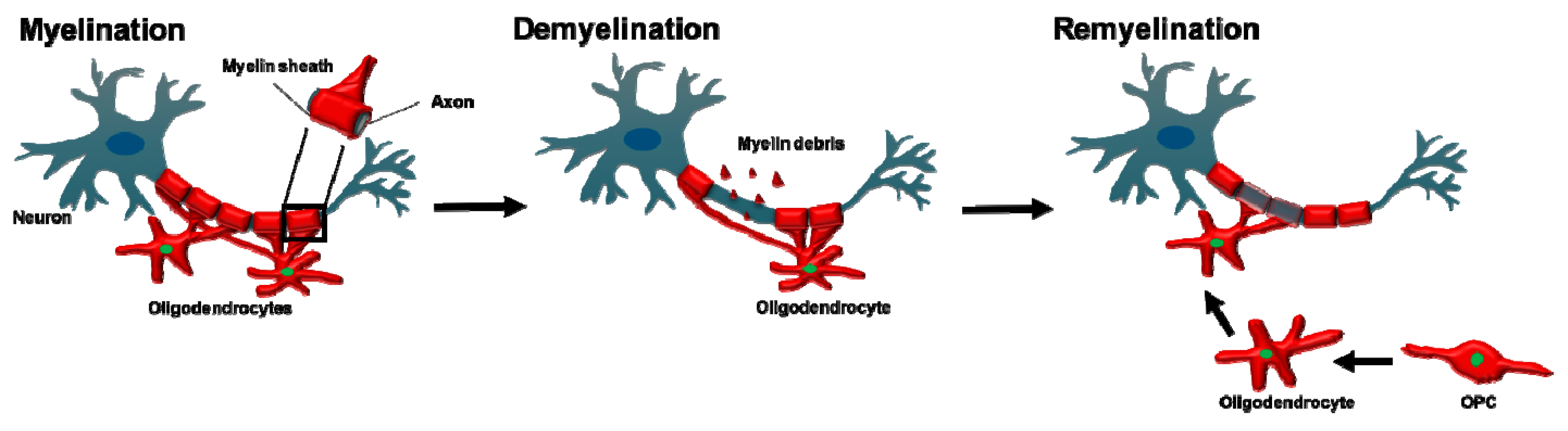 Cells Free Full Text Oligodendrocytes In Development Myelin