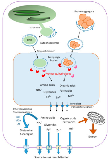 Autophagy and Nutrients Management in Plants