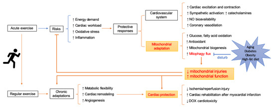 Physical Exercise and Selective Autophagy: Benefit and Risk on ...