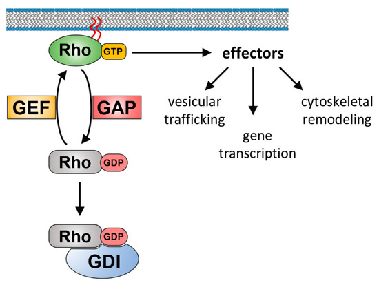 Spatiotemporal Control of Intracellular Membrane Trafficking by Rho GTPases