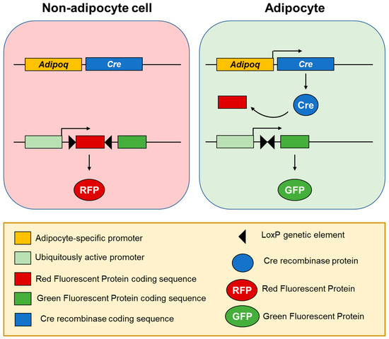 Cells | Free Full-Text | White Adipocyte Plasticity in Physiology and ...
