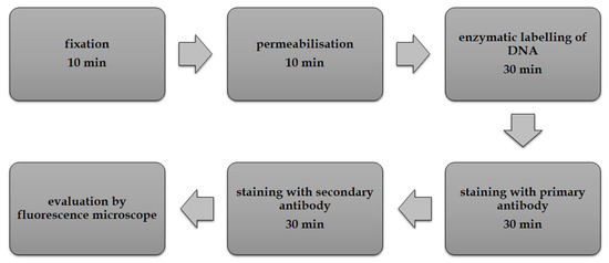 A New Sensitive Method for the Detection of Mycoplasmas Using ...