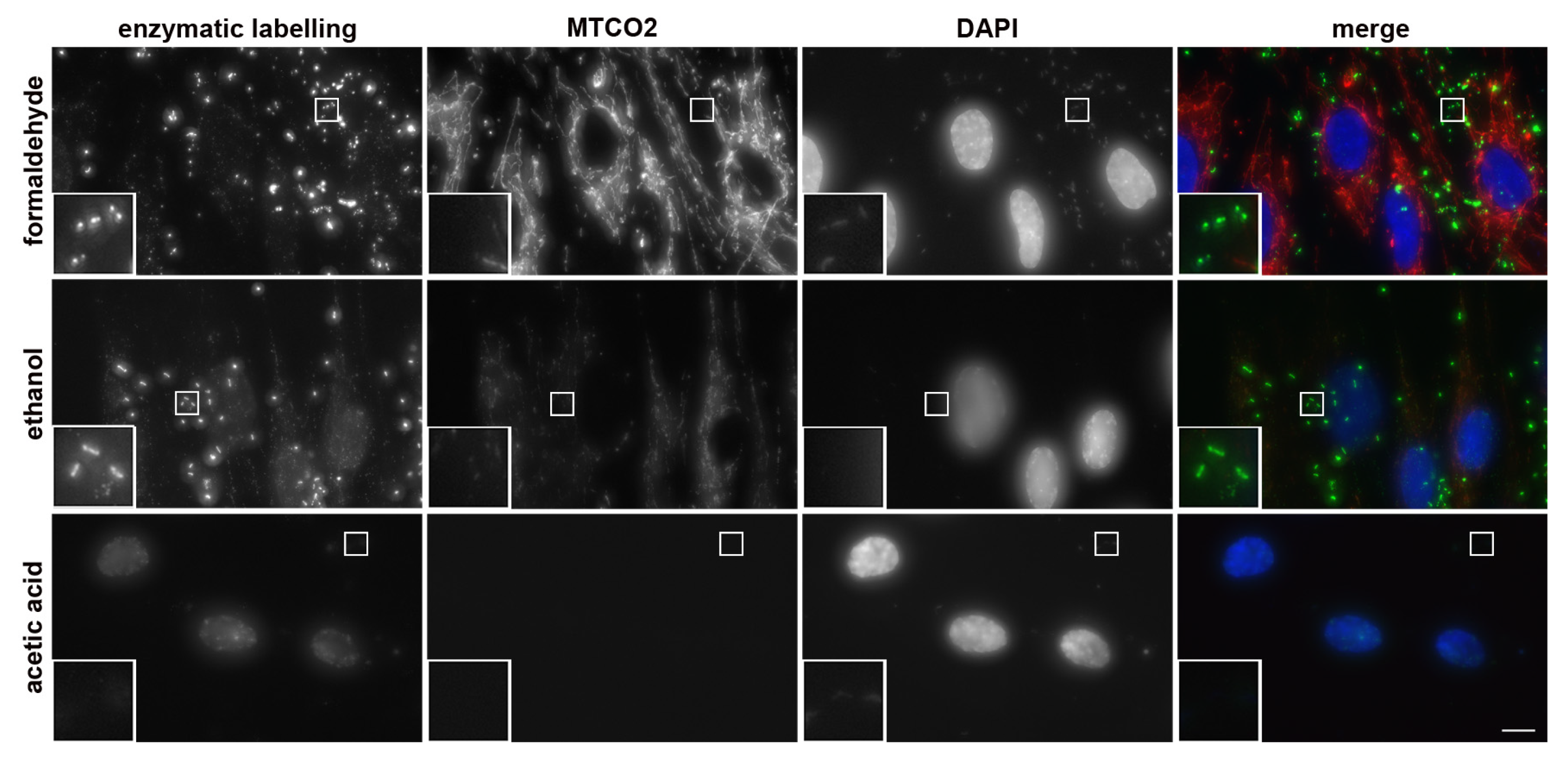 A New Sensitive Method for the Detection of Mycoplasmas Using ...