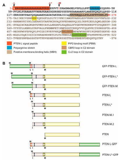 Expression of Human PTEN-L in a Yeast Heterologous Model Unveils ...