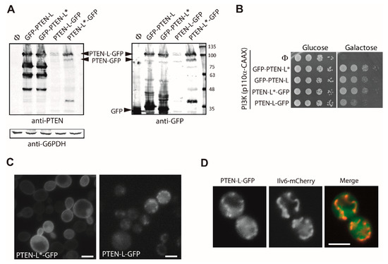 Expression of Human PTEN-L in a Yeast Heterologous Model Unveils ...