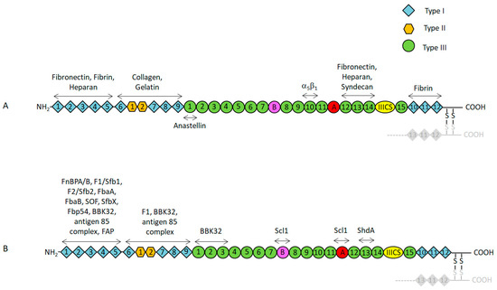 Fibronectin and Its Role in Human Infective Diseases