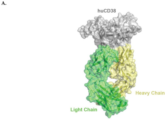 Therapeutic Opportunities with Pharmacological Inhibition of CD38 with ...