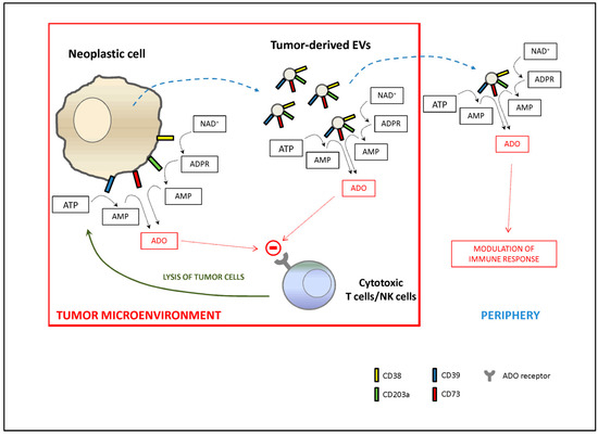 CD38, a Receptor with Multifunctional Activities: From Modulatory ...