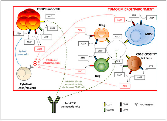 Cells | Special Issue : CD38 and Disease: A Bi-Directional Cross-Talk ...