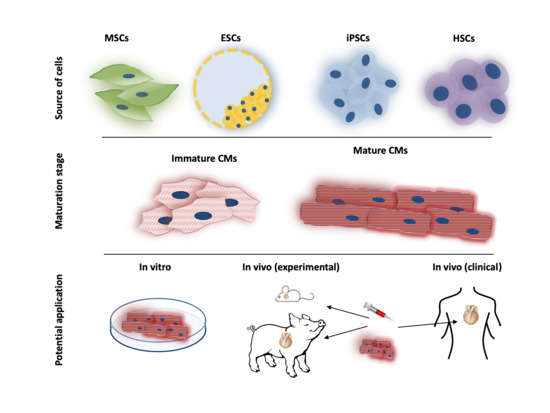 Cells | Free Full-Text | Stem Cells in Cardiovascular Medicine ...