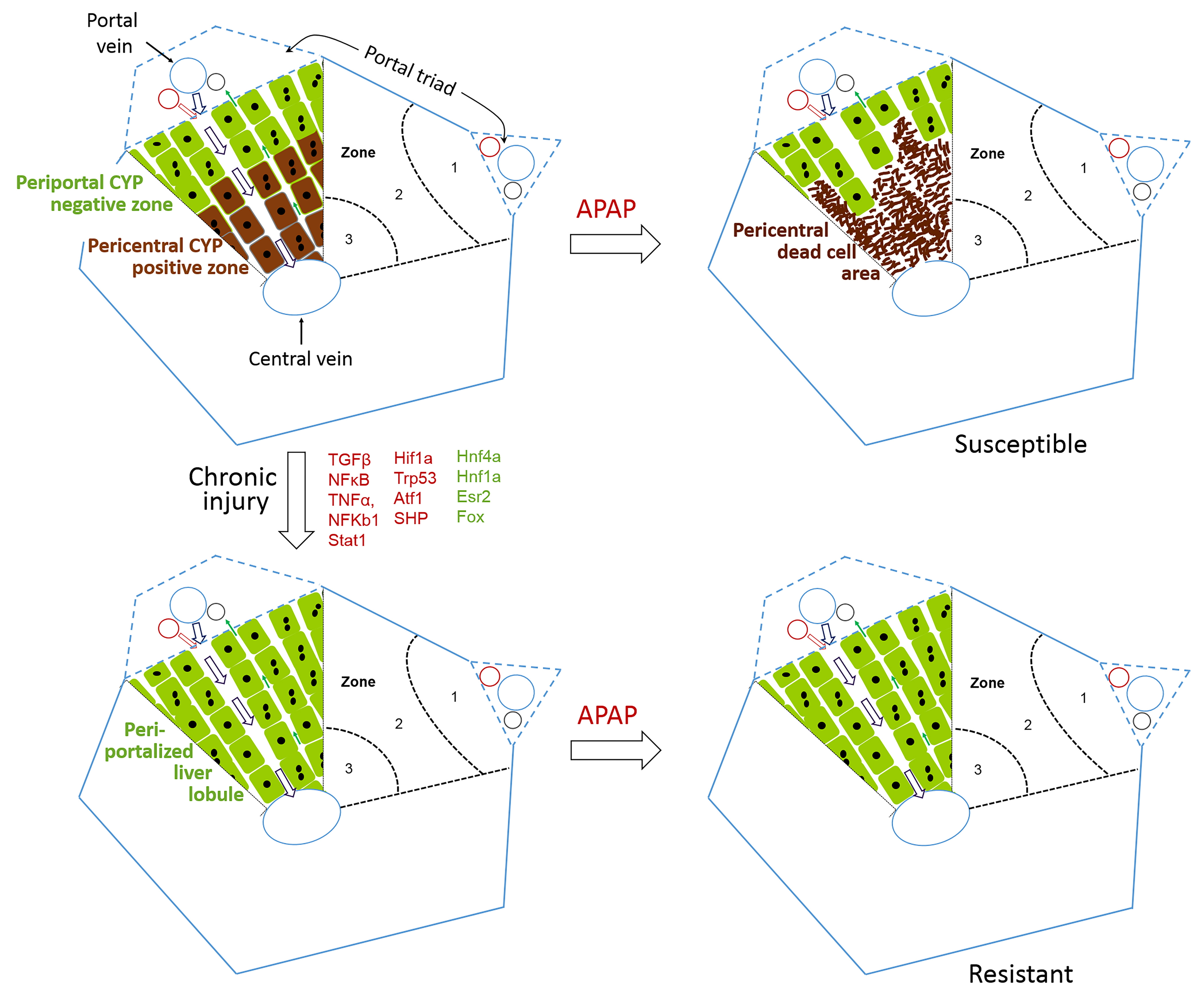 Cells | Free Full-Text | Influence of Liver Fibrosis on Lobular Zonation