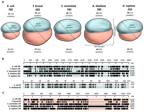 Cells | Free Full-Text | An Update on Mitochondrial Ribosome Biology ...